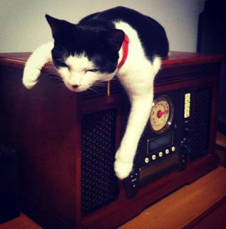 AM/FM Radio Reaches Pet Owners